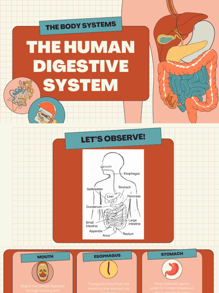 The Digestive System Science Educational Presentation in Dark Orange ...