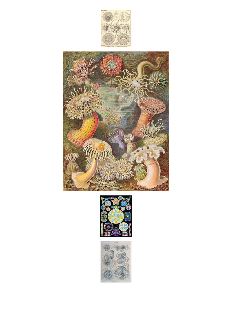 Ernest Haeckel Doss | PDF