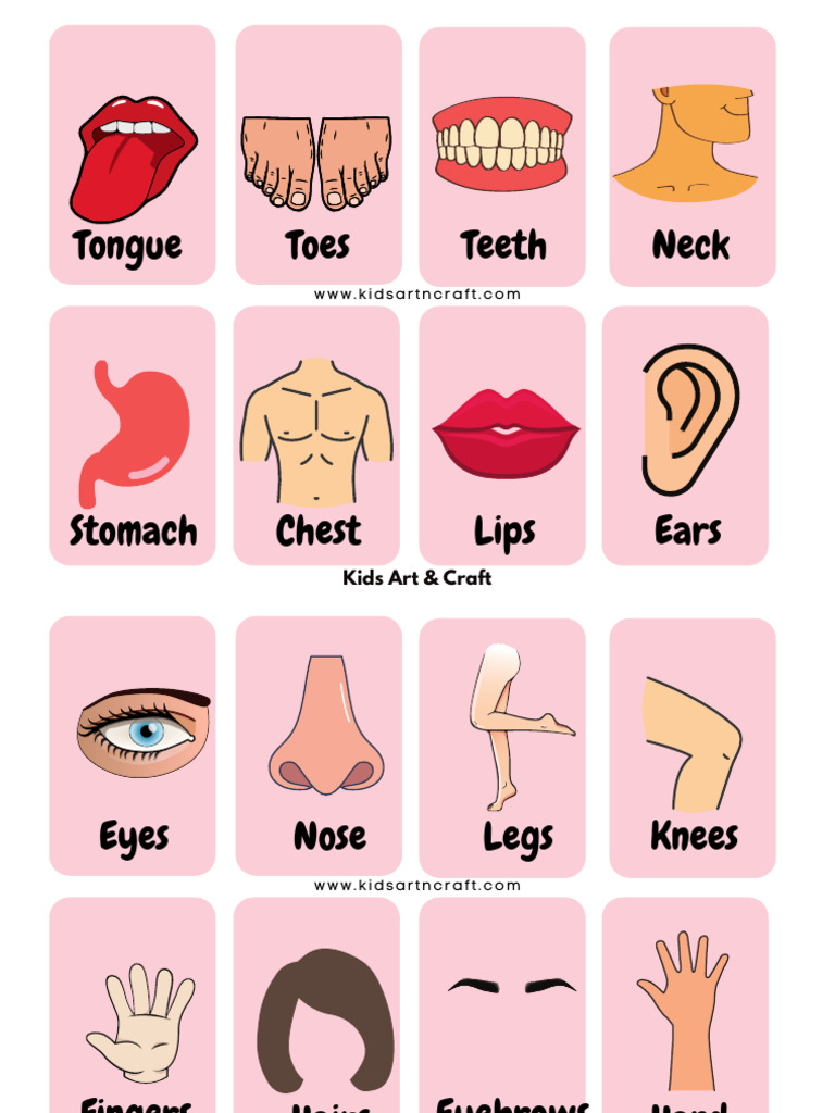 Human Body Flashcard - Pictionary | PDF