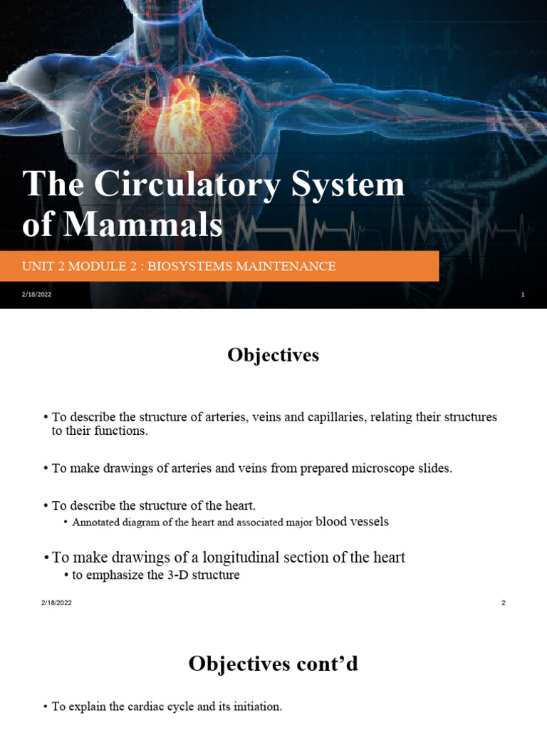 The Circulatory System of Mammals | PDF | Heart Valve | Atrium (Heart)