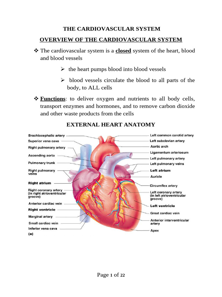 The Cardiovascular System | PDF | Heart Valve | Heart