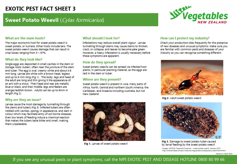 Sweet Potato Weevil Identification Guide | PDF | Potato | Pest (Organism)