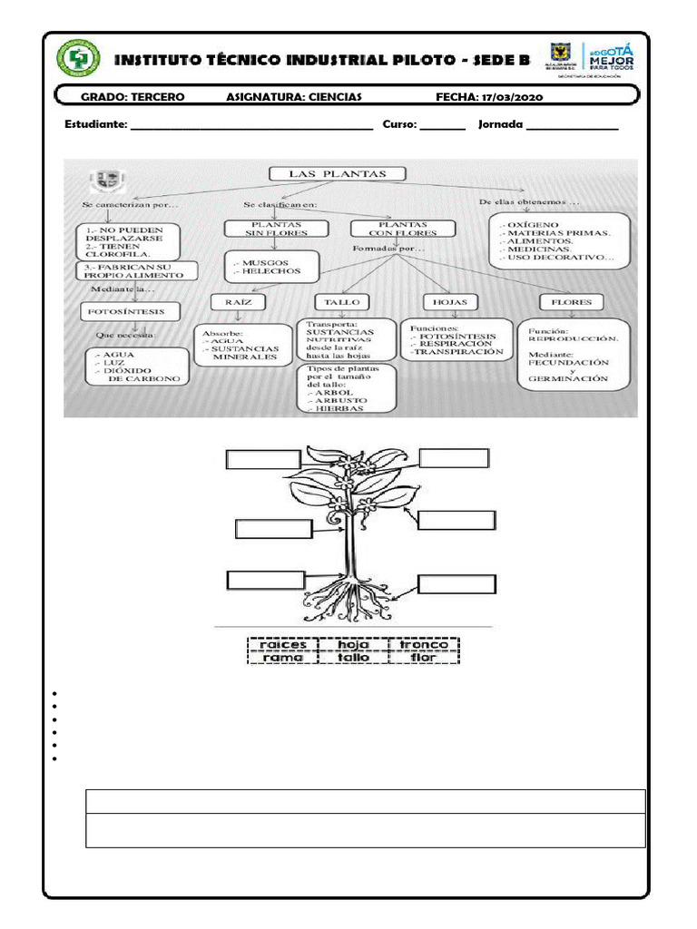 Actividades de Ciencias sobre Plantas | PDF
