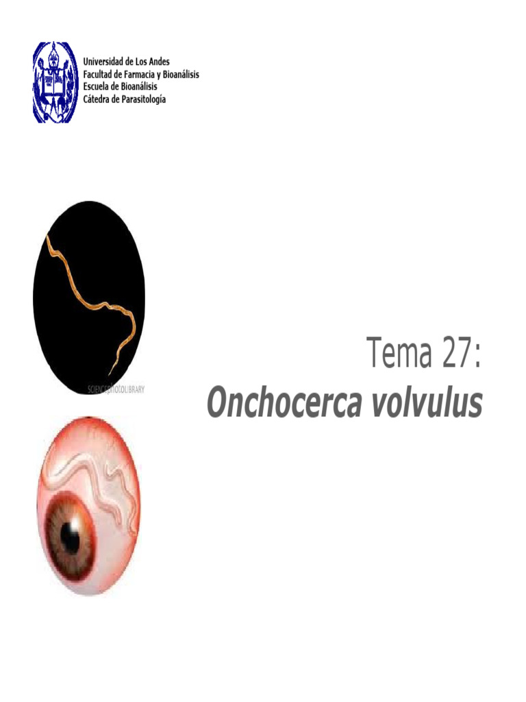Onchocerca volvulus: Morfología y Patología | PDF