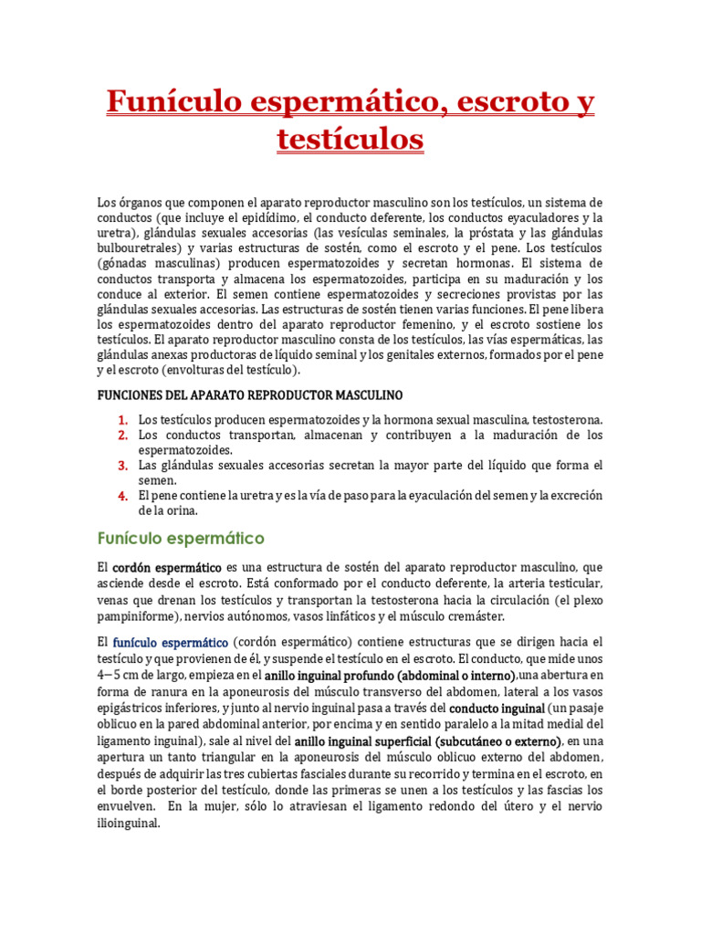 Estructura y Función del Funículo Espermático | PDF | Testículo ...