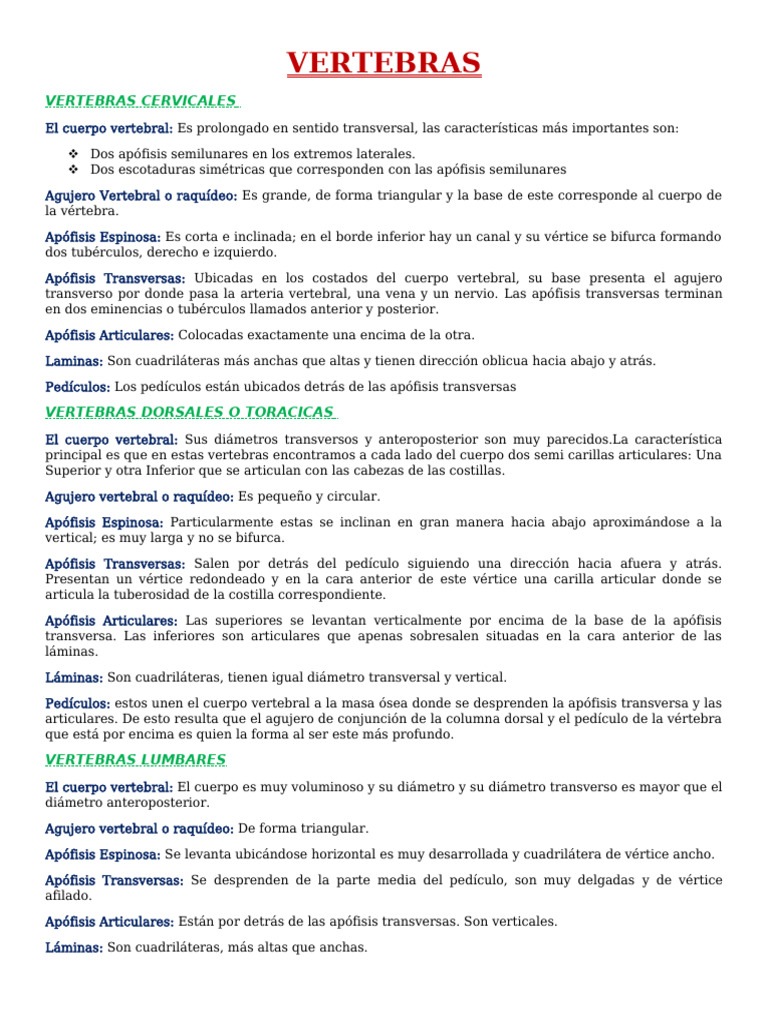 VERTEBRAS | PDF | Vértebra | Tórax (anatomía humana)