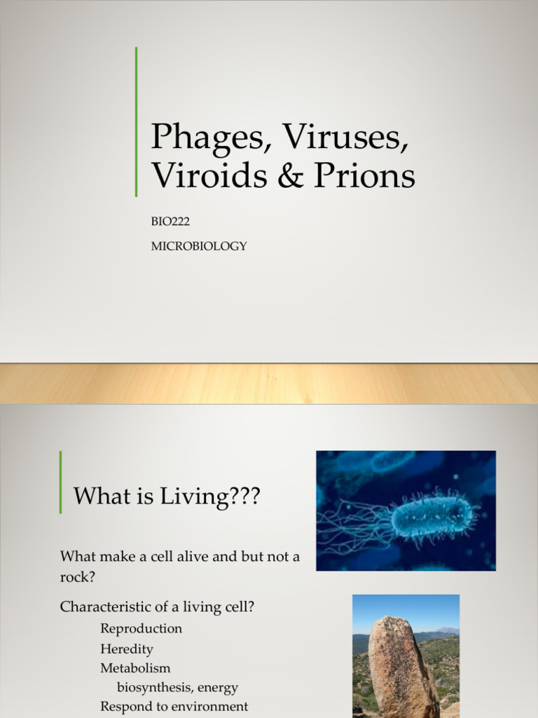 Virus, Viroids and Prions - Spr24 | PDF | Virus | Bacteriophage