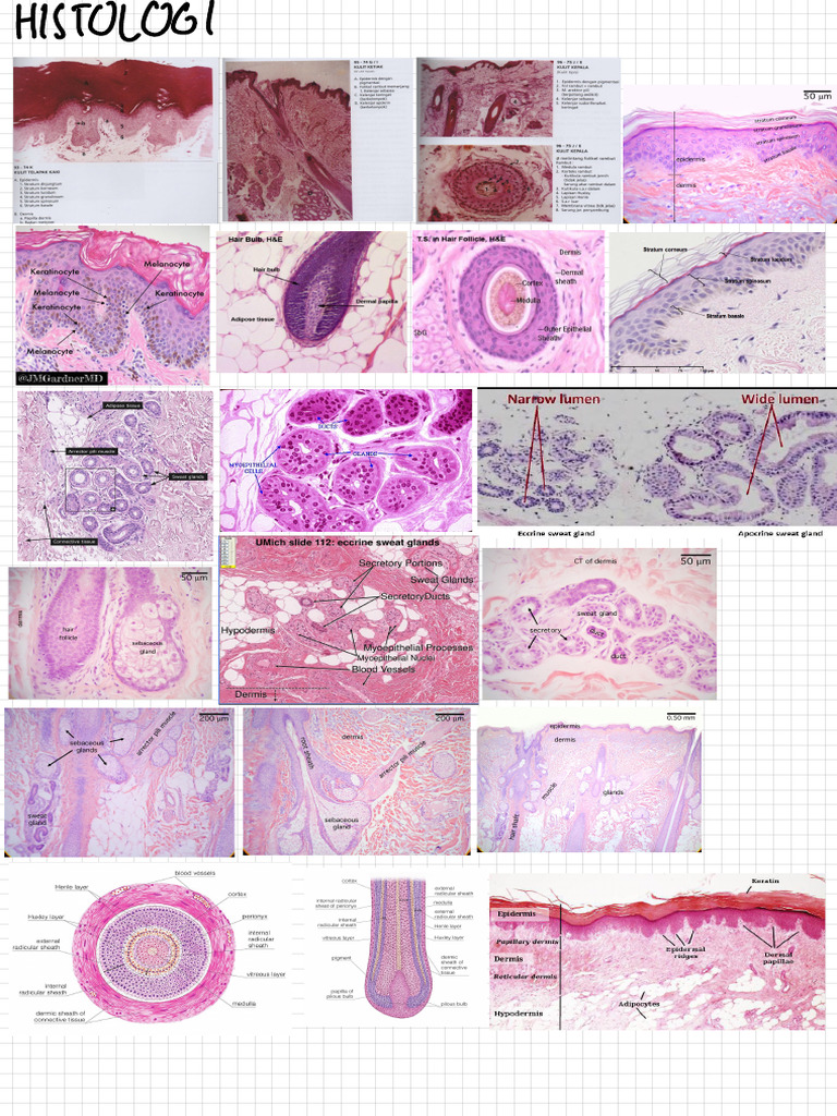 Uprak Histo | PDF | Sensory Organs | Endocrine System