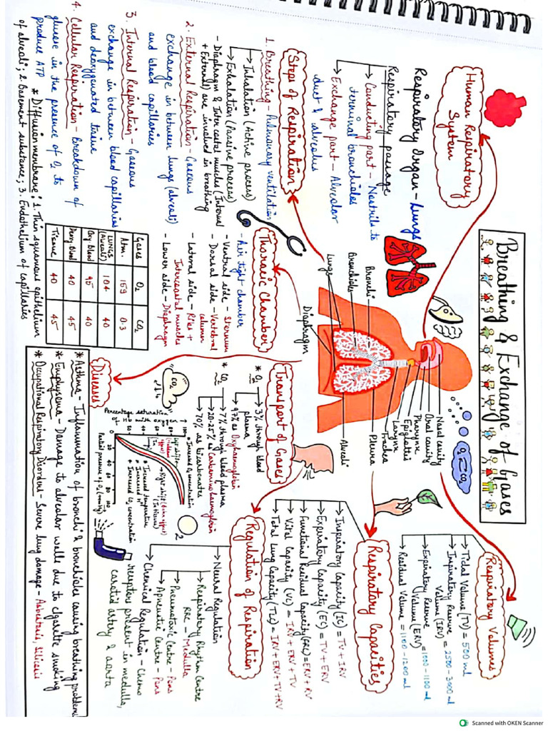 Human Physiology Mind Maps | PDF