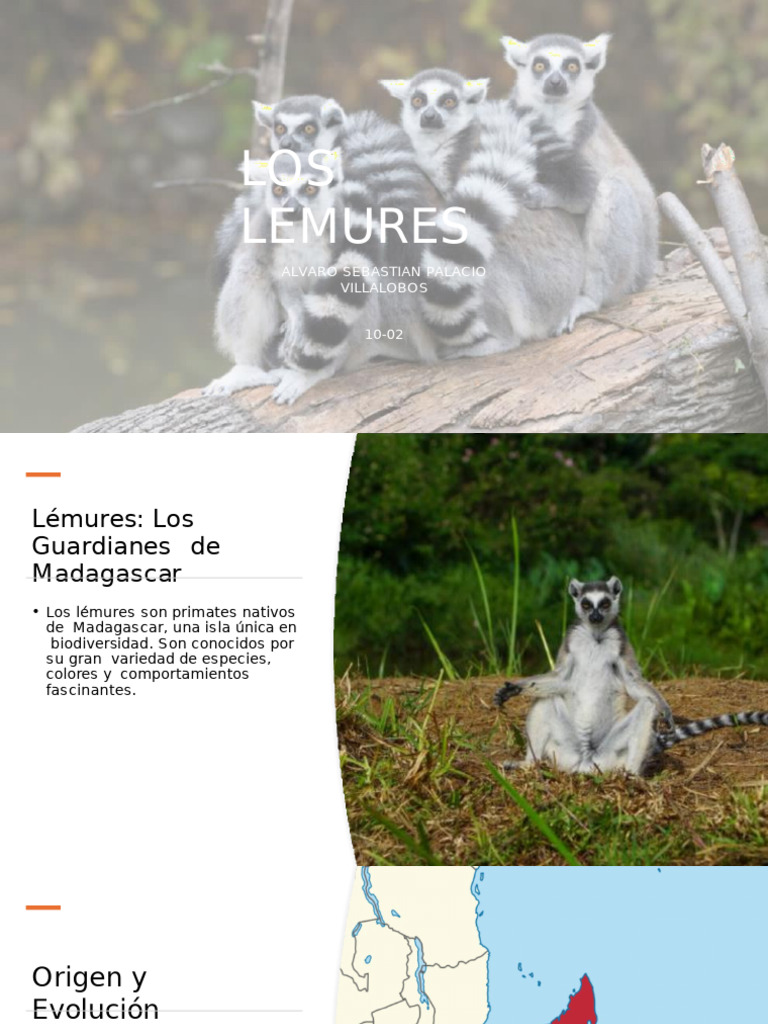 Los Lemures (1) | PDF | Zoología | Organismos