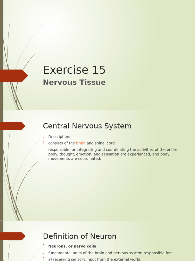 Neurons and Neuroglia Overview | PDF | Neuron | Central Nervous System
