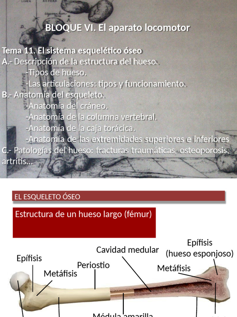 Tema 11.-Huesos Músculos 1 | PDF | Músculo | Hueso