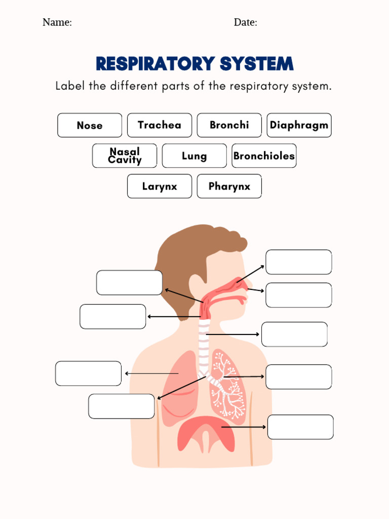 Respiratory System Parts Labeling | PDF