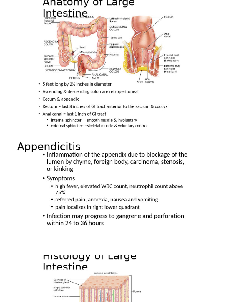 Physiology of Large Intestine | PDF | Gastrointestinal Tract | Dietary ...