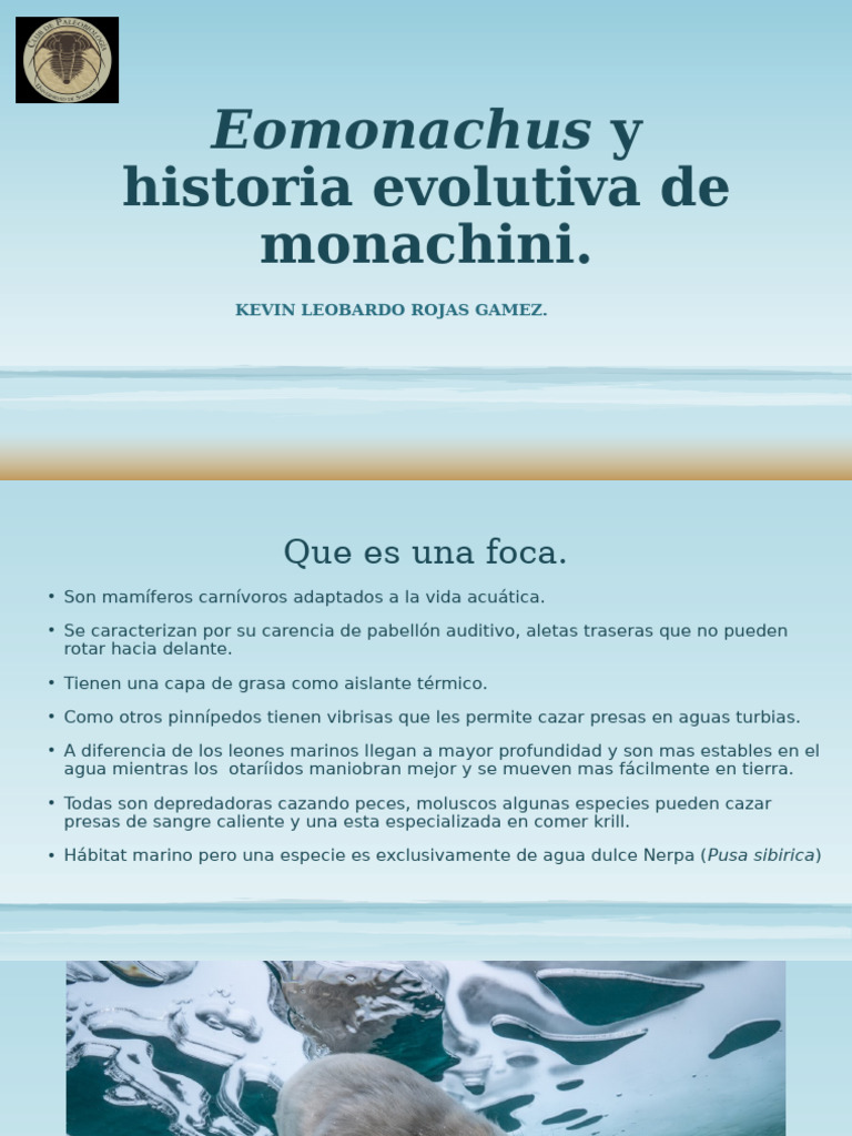 Evolución de las focas monje y Eomonachus | PDF | Pinnípedo | Zoología