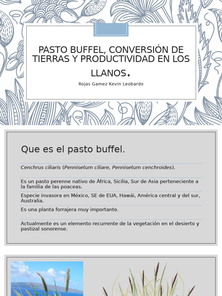 Pasto Buffel, Conversión de Tierras y Productividad | PDF | Ciencias de ...