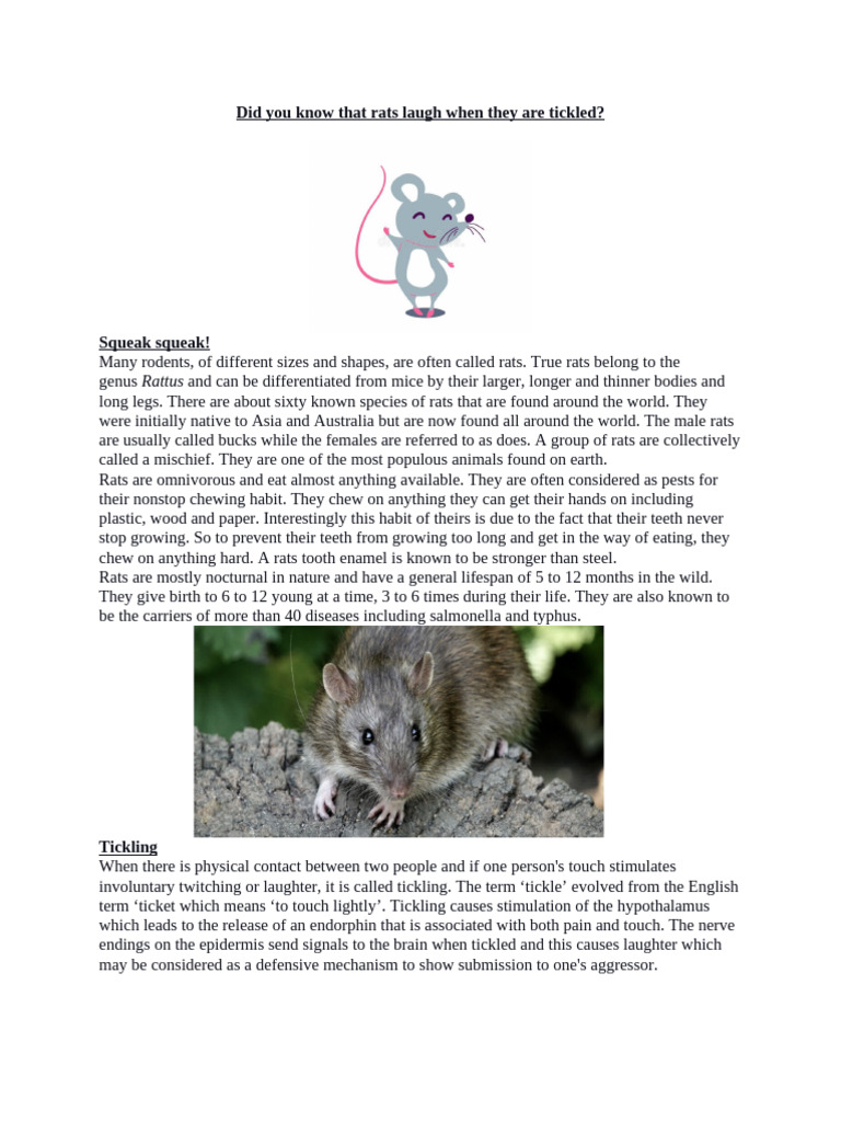 Did you know that rats laugh when they are tickled | PDF | Tickling | Rat