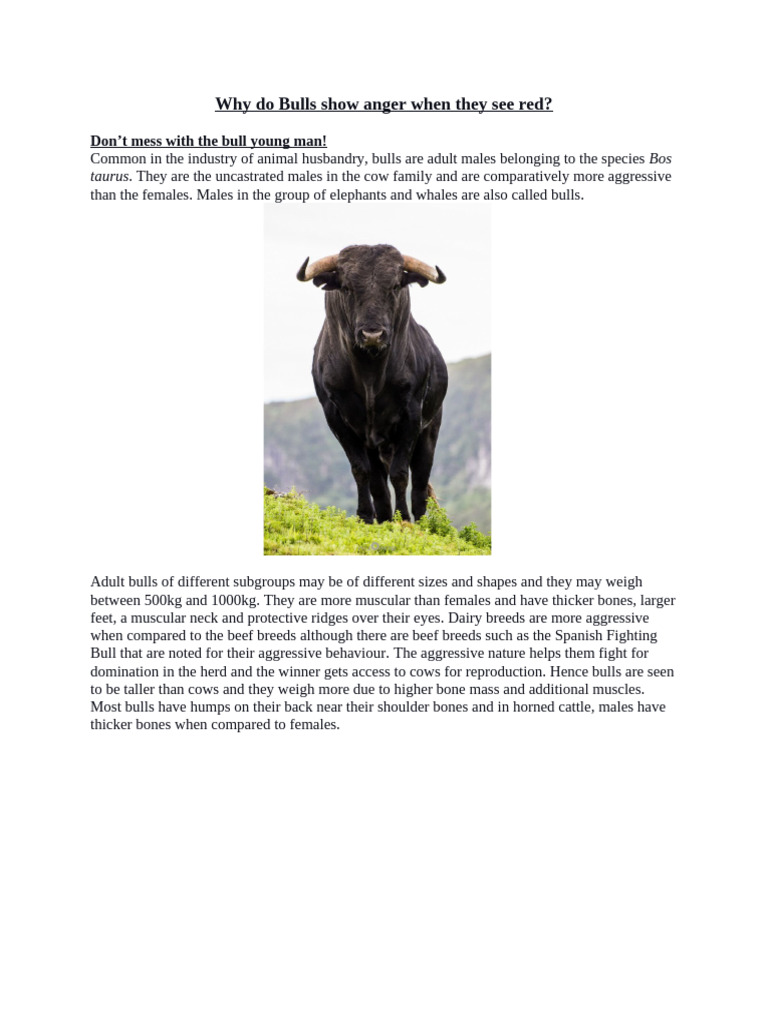 Why Do Bulls Show Anger When They See Red | PDF | Bull | Livestock