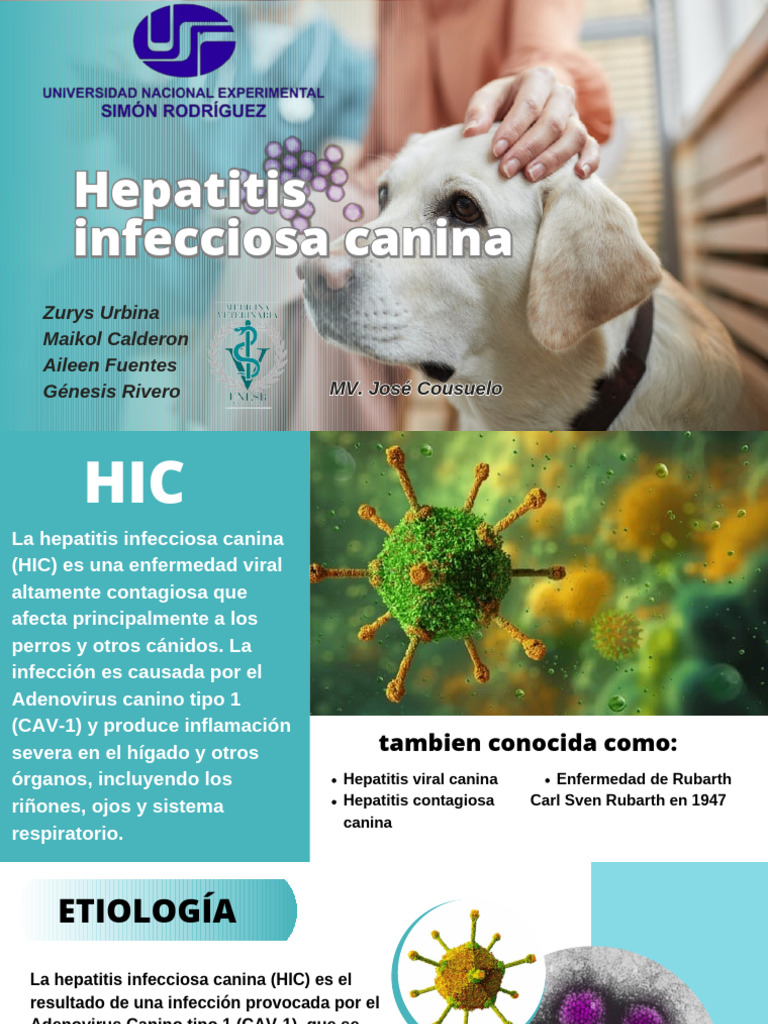 Hepatitis Infecciosa Canina | PDF | Virus | Hepatitis
