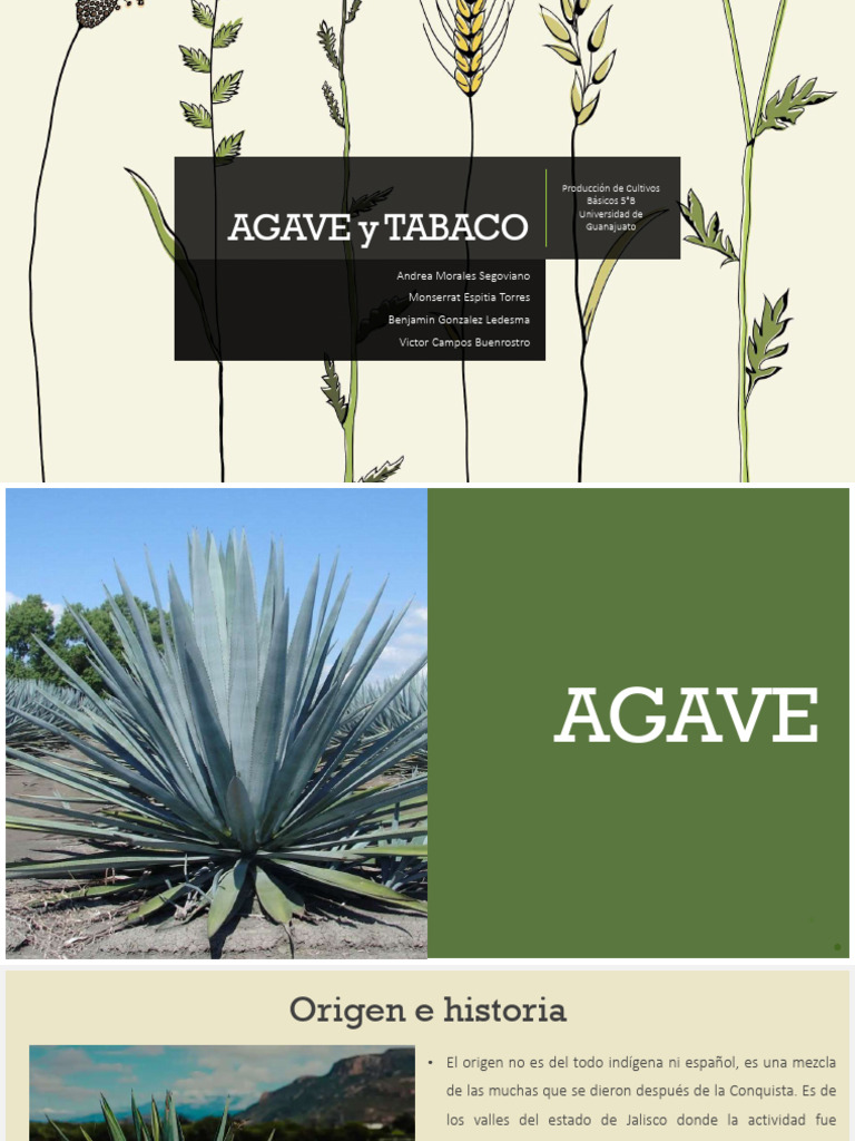 Agave y Tabaco | PDF | Fertilizante | Control biológico de plagas