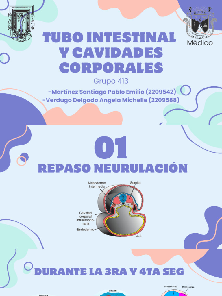 413 - Cavidad Intestinal y Cavidades Croporales - Embriología ...