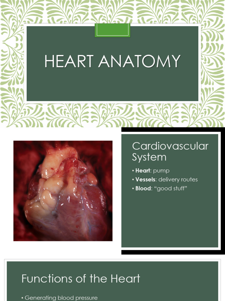 Heart Anatomy | PDF