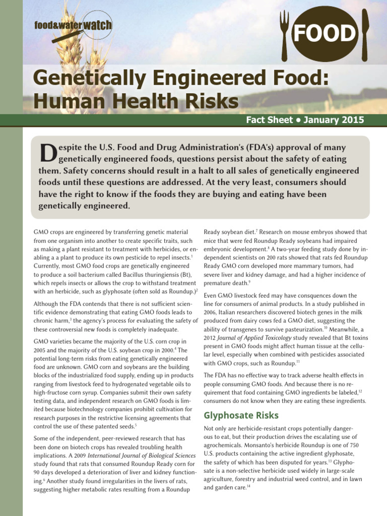 FS_1501_GEHealthRisks-Update-FINAL | PDF | Genetically Modified Food | Genetically Modified Organism