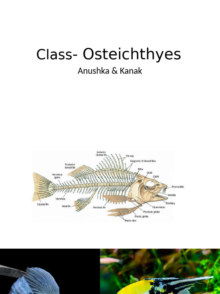 Class- Osteichthyes | PDF