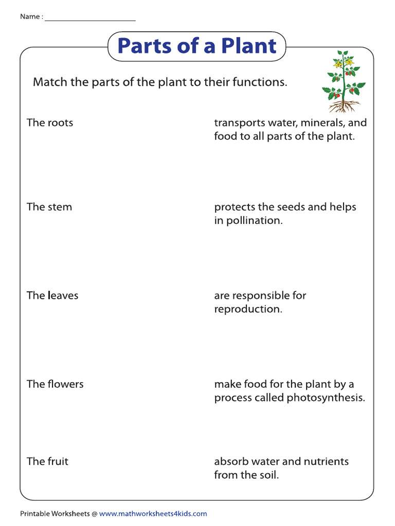 Match Plant Organ | PDF