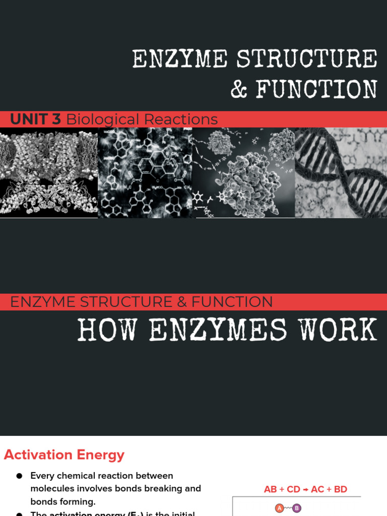 Enzyme Structure and Function (1) | PDF | Enzyme | Active Site