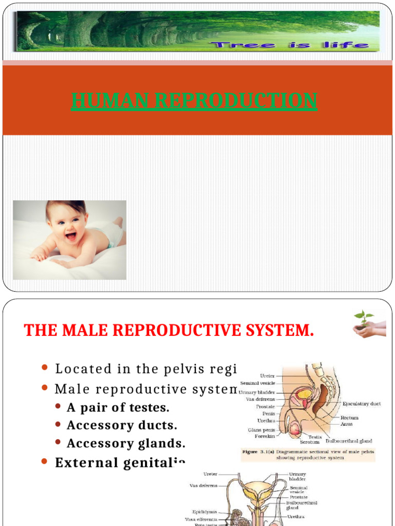 3 Human Reproduction | PDF | Menstrual Cycle | Testicle