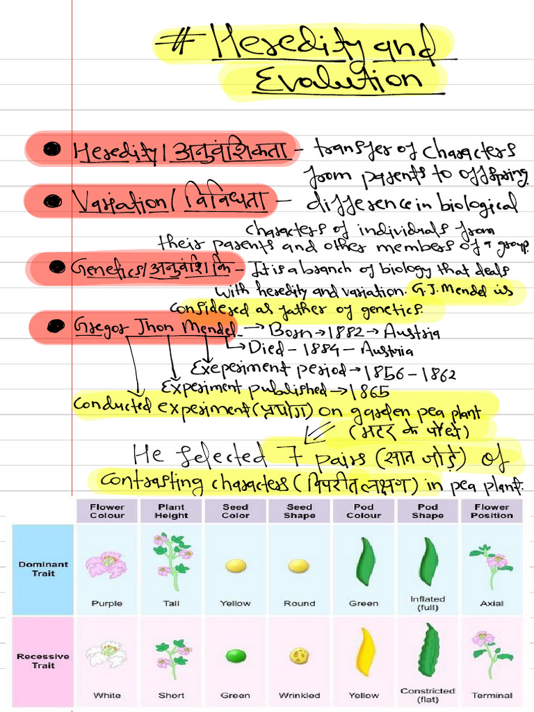 Genetics: Phenotype, Genotype, and Alleles | PDF