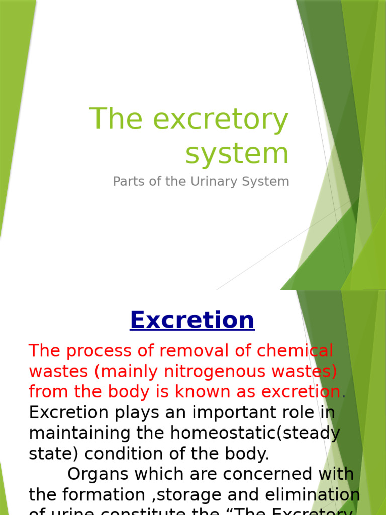 EXCRETORY SYSTEM PPT Icse 10th | PDF | Kidney | Organ (Anatomy)
