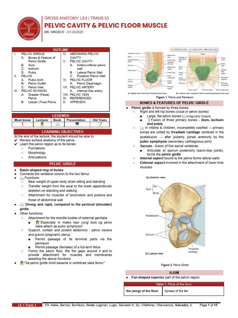[ANA] 4.03 Pelvic Cavity & Muscle of Pelvic Floor.docx | PDF | Pelvis ...
