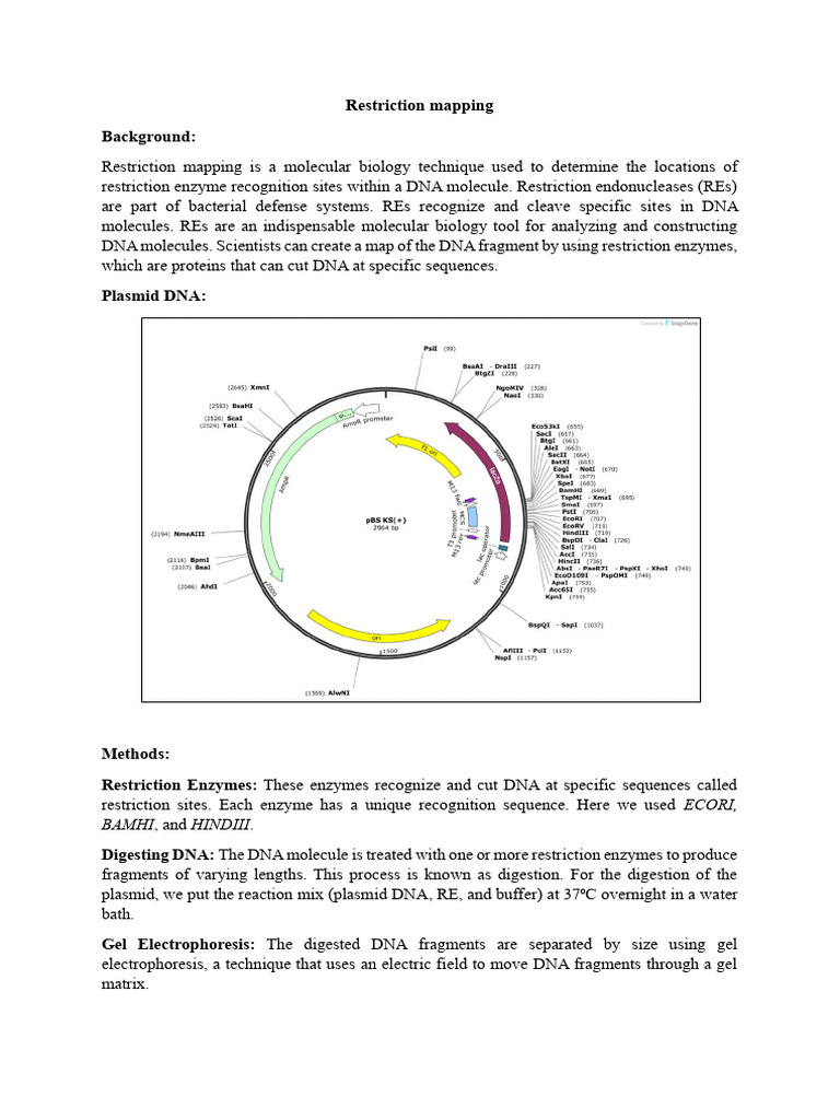 Restriction Mapping of Plasmid DNA | PDF
