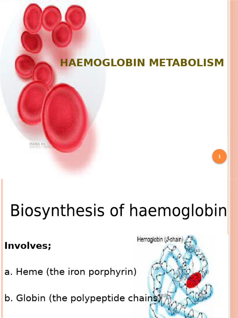 Metabolism of Hb | PDF | Hemoglobin | Cell Biology