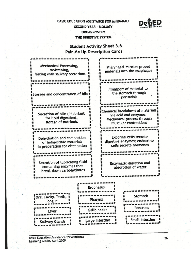 Digestive System Sheet | PDF