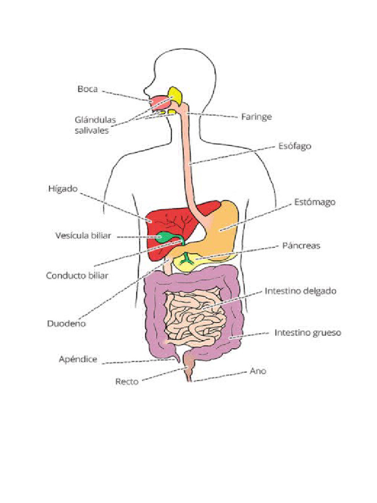 Esquema Bio - Imagenes | PDF