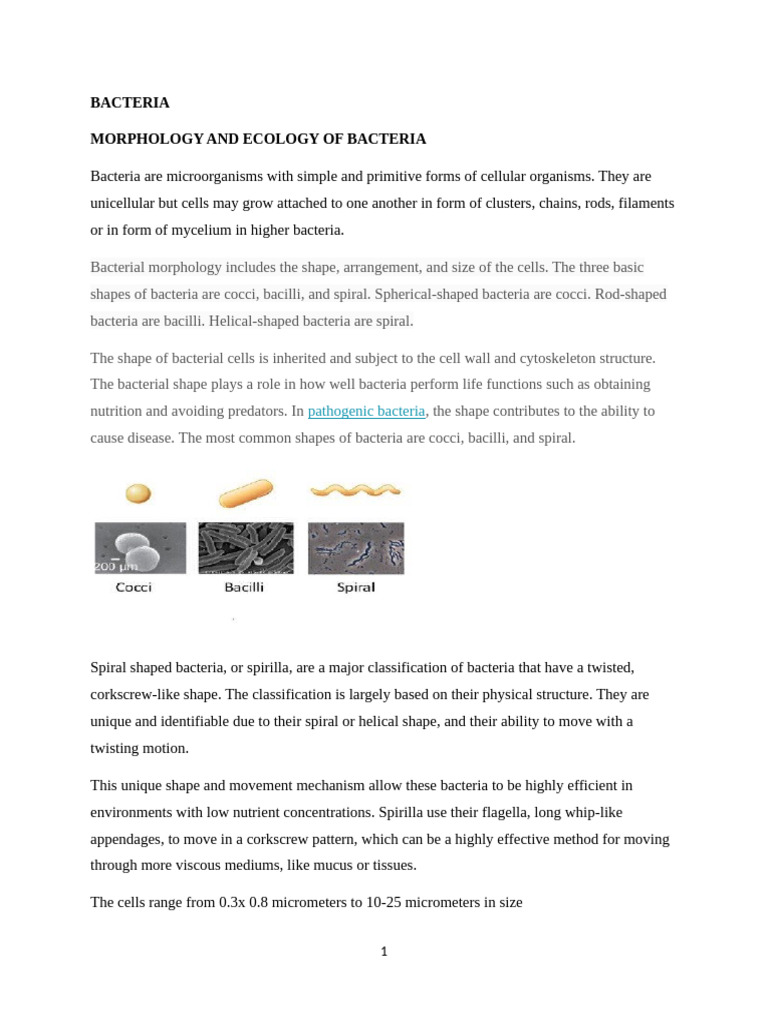 BACTERIA | PDF | Bacteria | Organisms