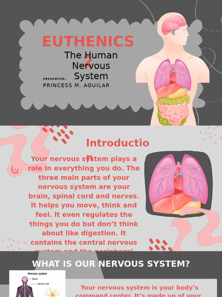 Overview of the Human Nervous System | PDF