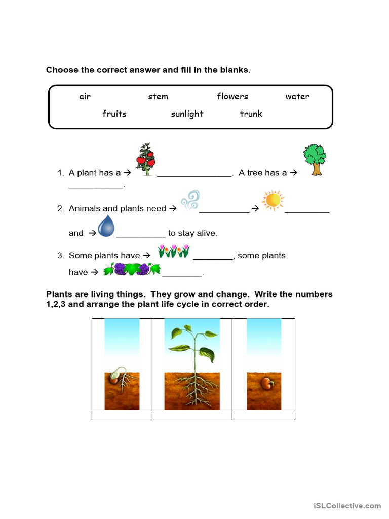 Plant Life Cycle Quiz for Kids | PDF
