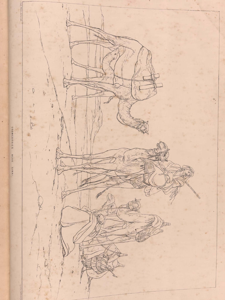 The Camel - It's Anatomy, Proportions and Paces, Walton 1865 | PDF