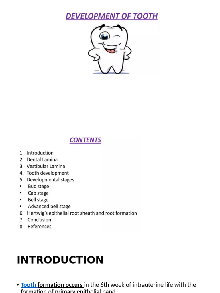 Development of Tooth | PDF | Human Tooth | Epithelium
