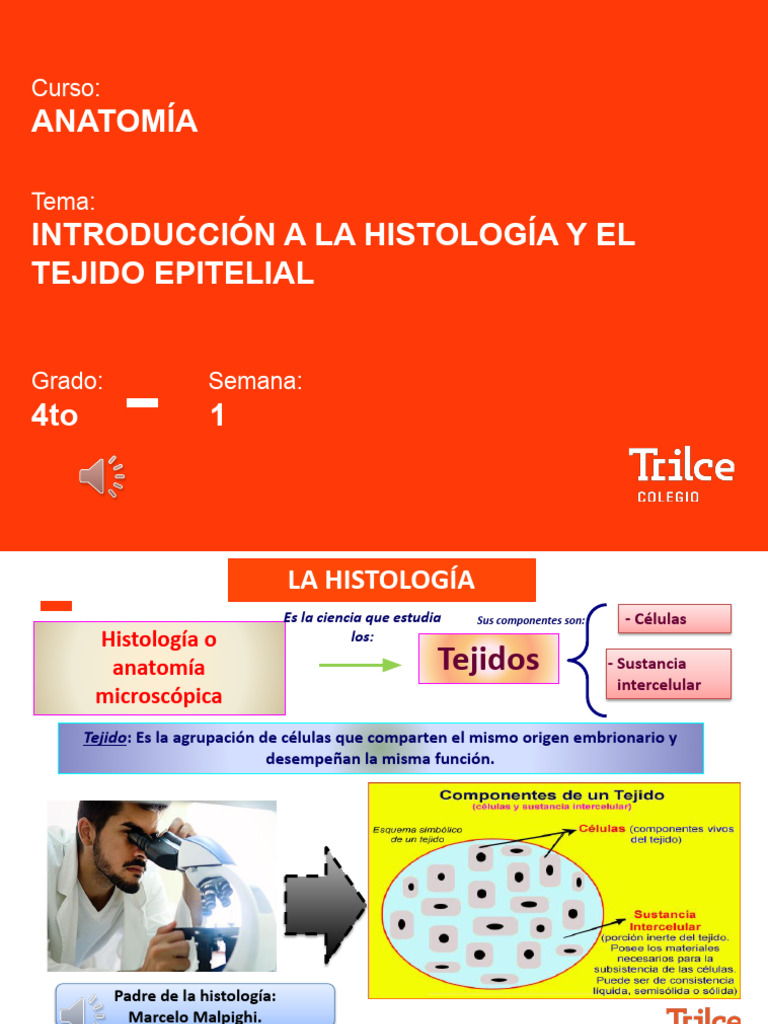 Introducción a la Histología Epitelial | PDF | Epitelio | Tejido conectivo