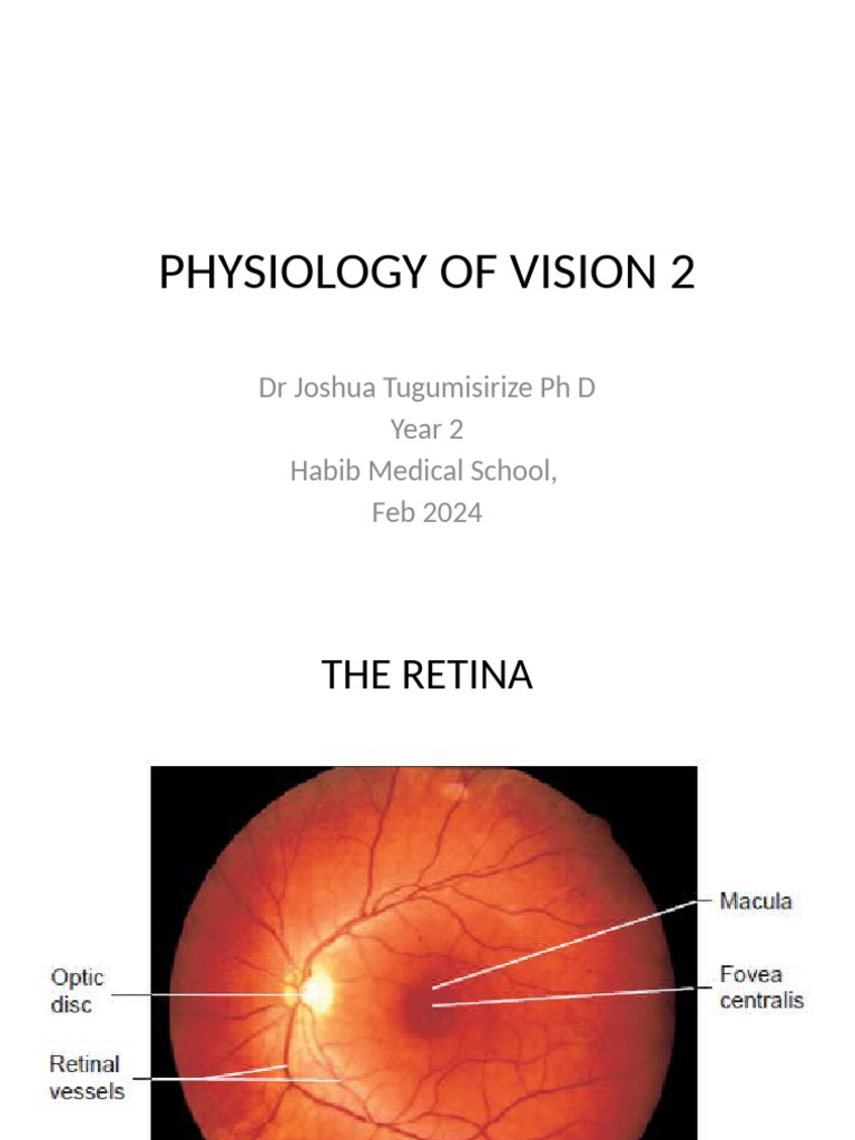 Physiology of Vision 2 | PDF | Retina | Visual System
