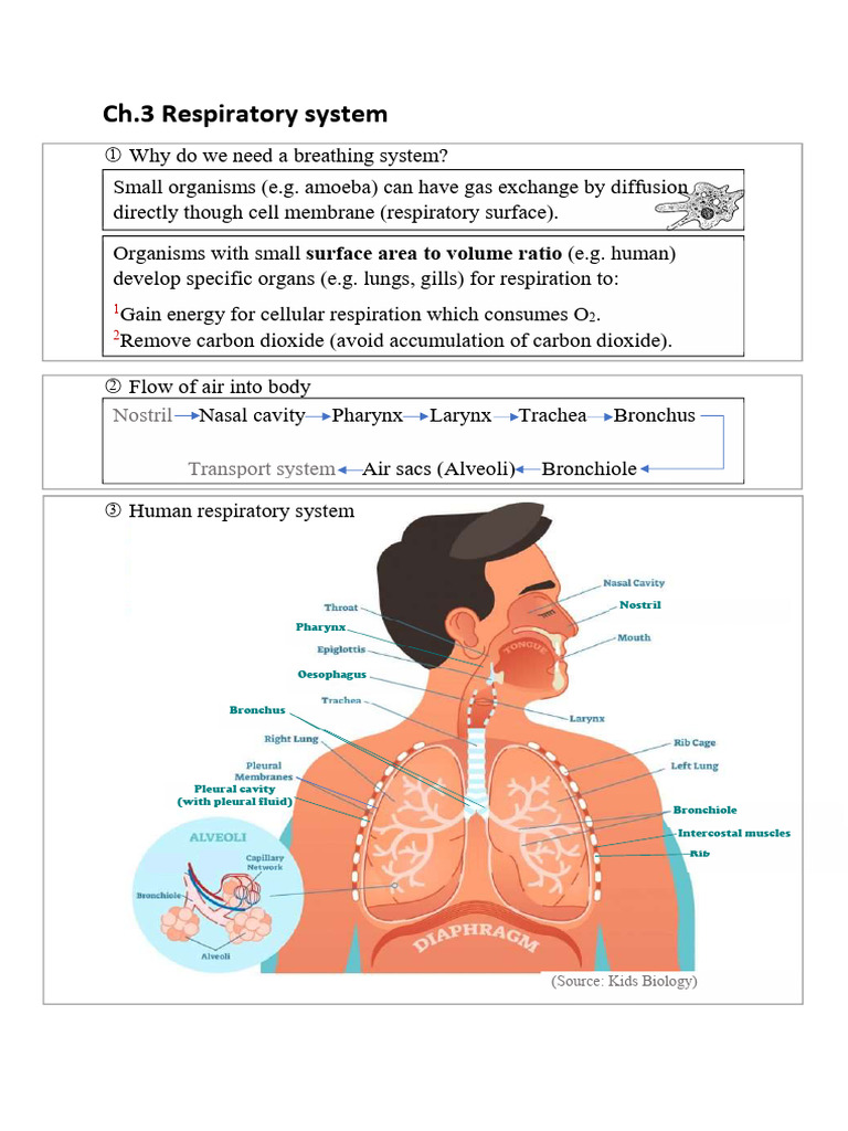 Bio Ch.3 Respiratory System | PDF | Respiratory Tract | Lung