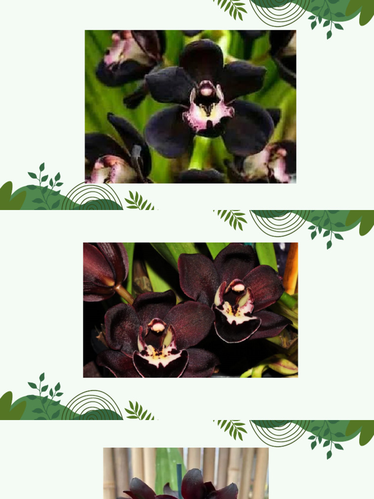 bunga kalimantan | PDF