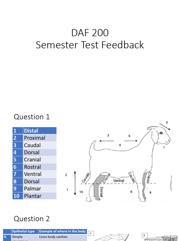 DAF 200 ST1 memo | PDF | Epithelium | Vertebra