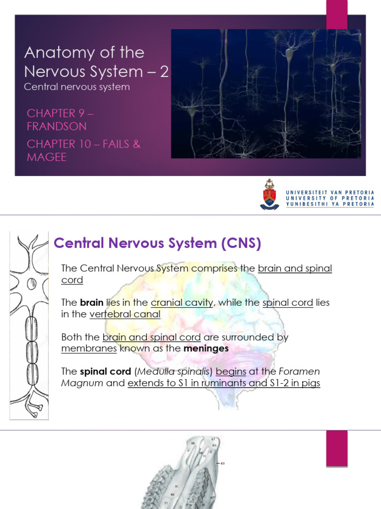 4.2 Anatomy of The Nervous System 2 | PDF | Cerebrospinal Fluid ...