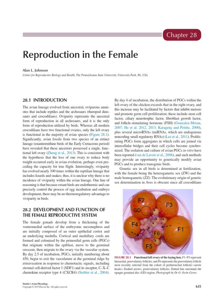 Avian Female Reproductive System Insights | PDF | Ovary | Reproductive ...